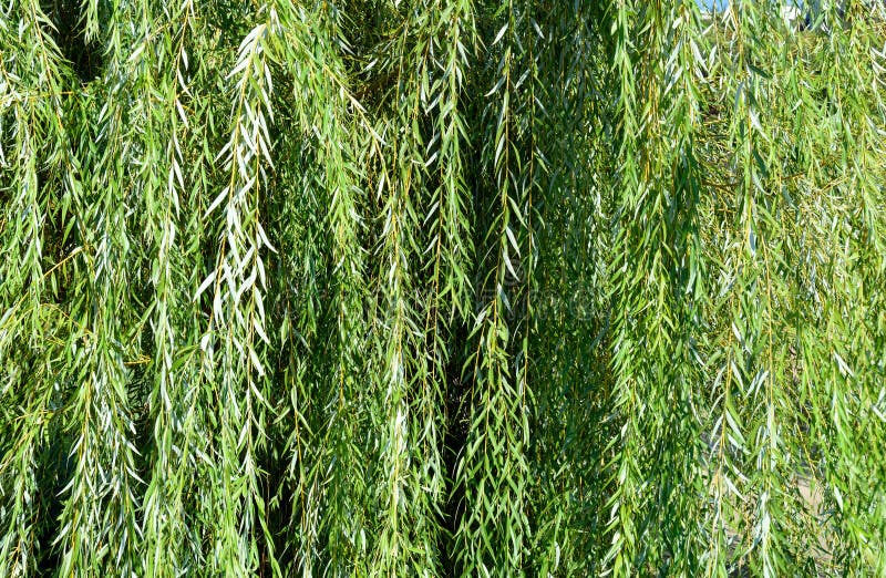 Weeping Willow Tree Branches Stock Image - Image of beautiful, natural ...
