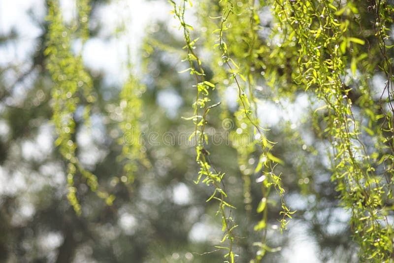 Weeping Willow Tree Branches in Sunny Spring Park Stock Photo - Image ...