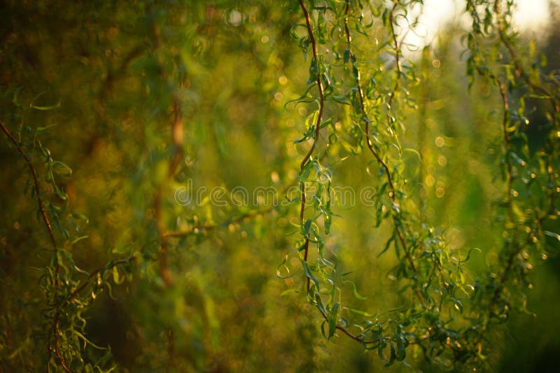 Weeping Willow Tree Branches in Sunny Spring Park Stock Photo - Image ...