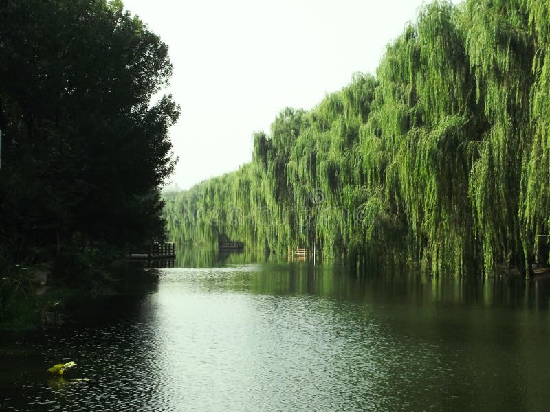 Weeping willow stock image. Image of riverside, river - 47414683