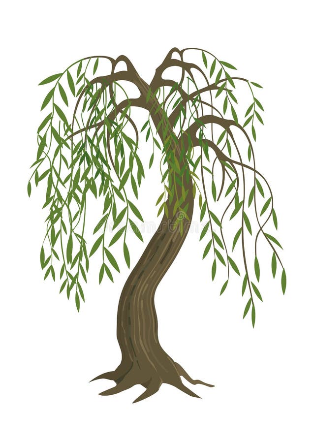 Weeping Willow Tree Branch Stock Illustrations – 254 Weeping Willow ...