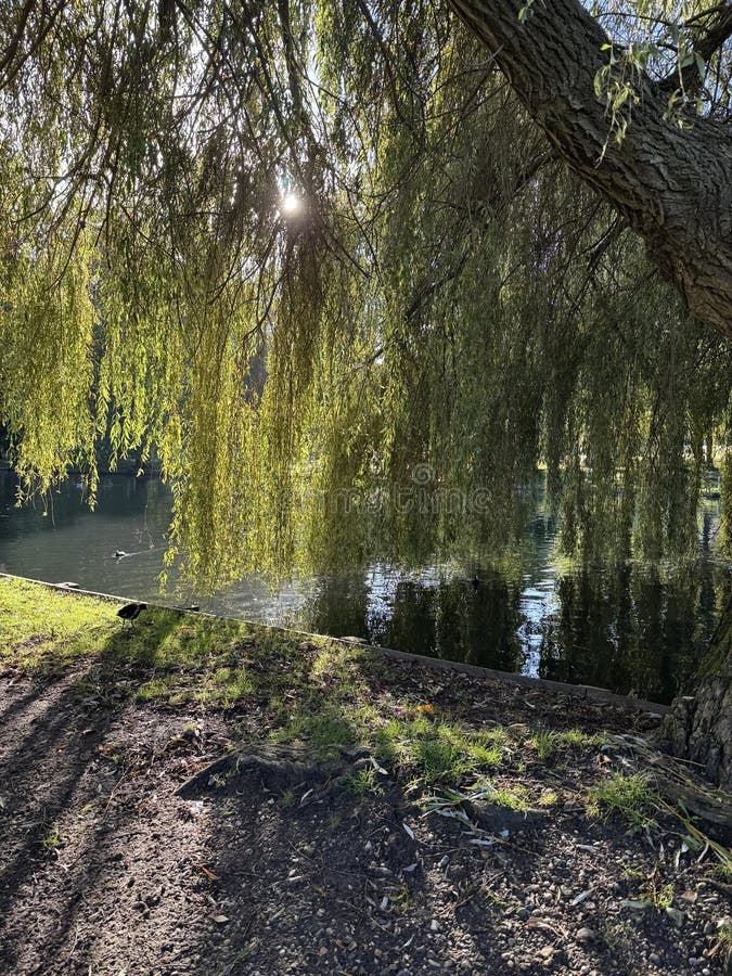 Weeping Willow Tree Dangling in a Lake Stock Image - Image of parkland ...