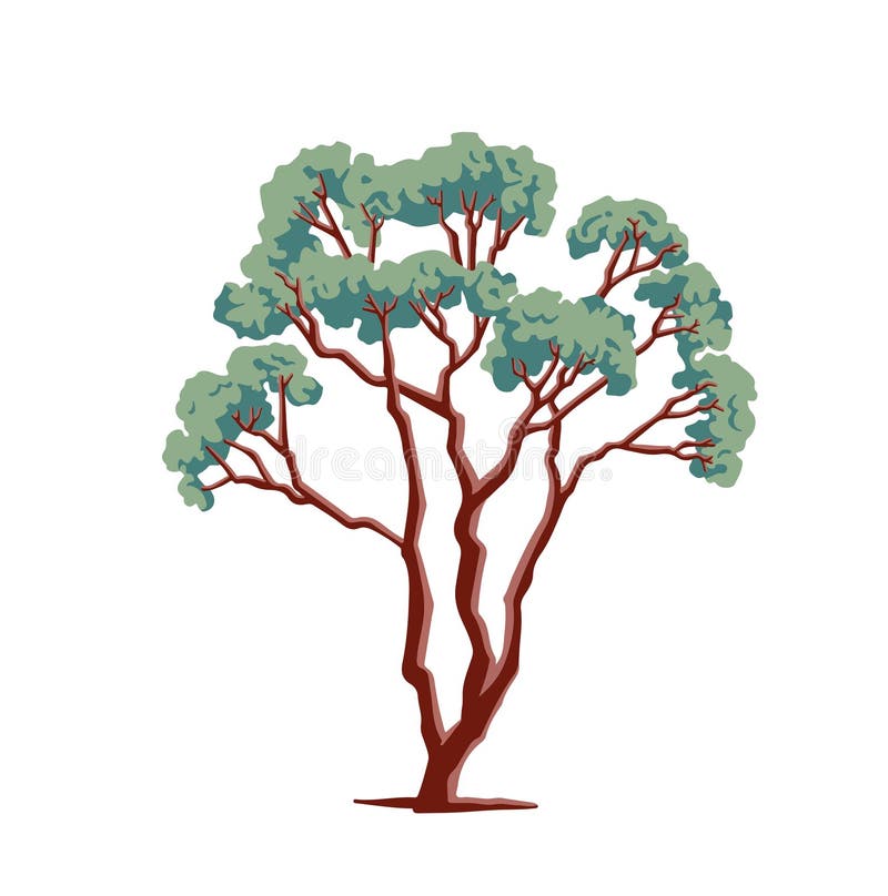 Weeping Willow Tree Deciduous Bushes. Color Illustration Stock Vector ...