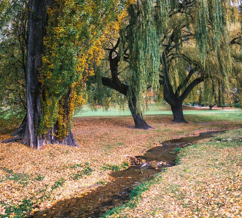 Weeping Willow Tree with Fall Leaves and Stream Flowing in Public Park ...