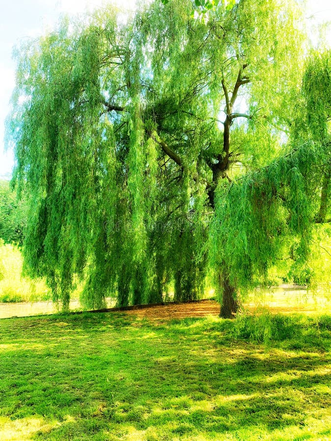 217 Ancient Weeping Willow Stock Photos - Free & Royalty-Free Stock ...