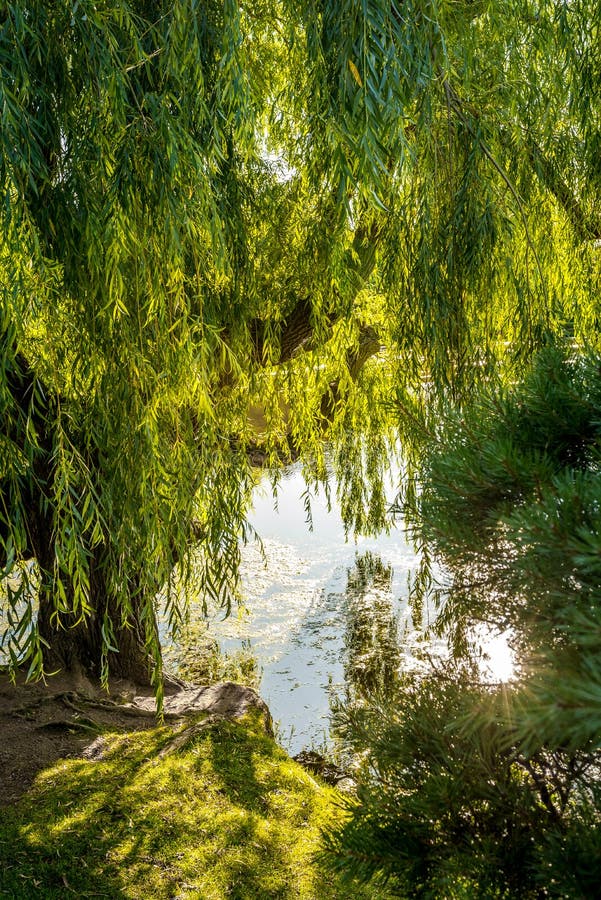 Branches of a Willow Tree Above a Pond Stock Photo - Image of garden ...