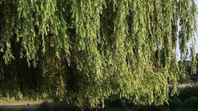Weeping Willow Tree Gwntly Moving in the Breeze Stock Video - Video of ...