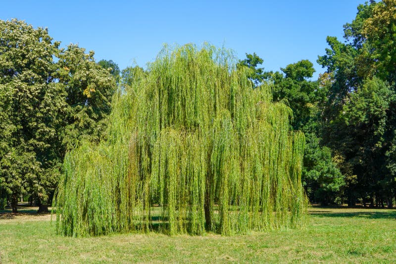 Weeping Willow Tree Hanging Branches Stock Photo - Image of tree ...