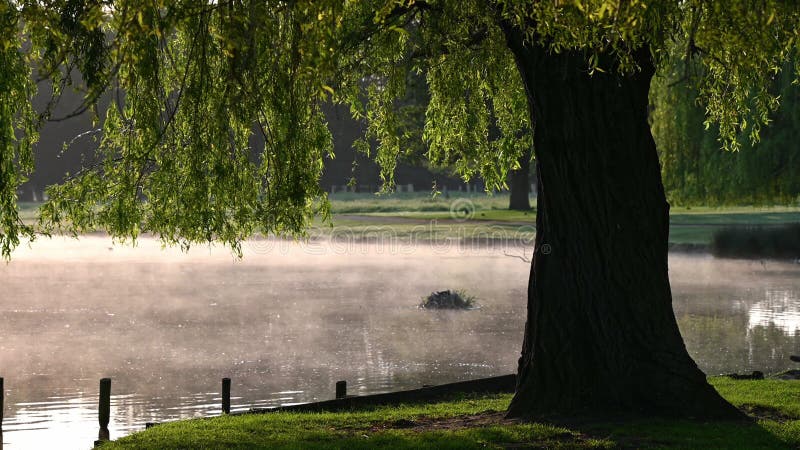 Weeping Willow Tree Hanging Over Misty Pond Stock Footage - Video of ...