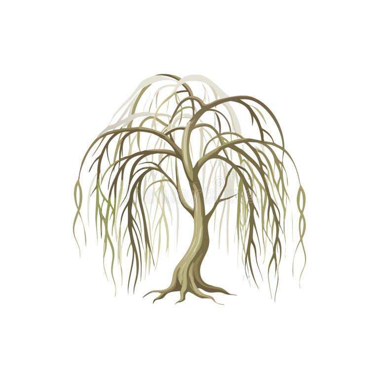 Weeping Willow Tree Illustration with Bare Branches for Winter or Autumn Stock Vector ...