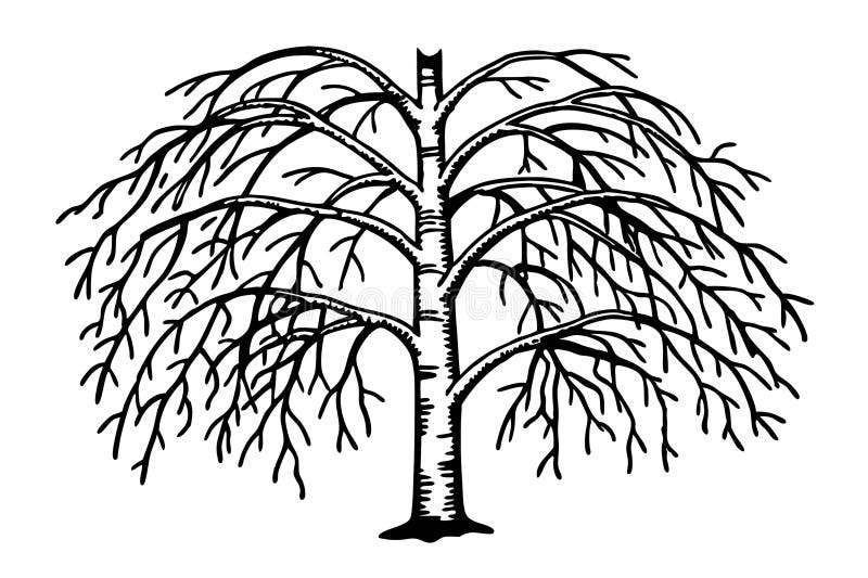 Weeping Willow Tree Illustration with Bare, Drooping Branches Hand ...