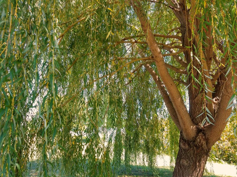 Weeping willow tree inside stock image. Image of willow - 77328107