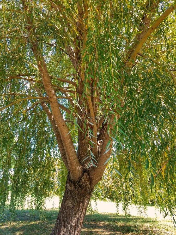 Weeping willow tree inside stock image. Image of nature - 77328109