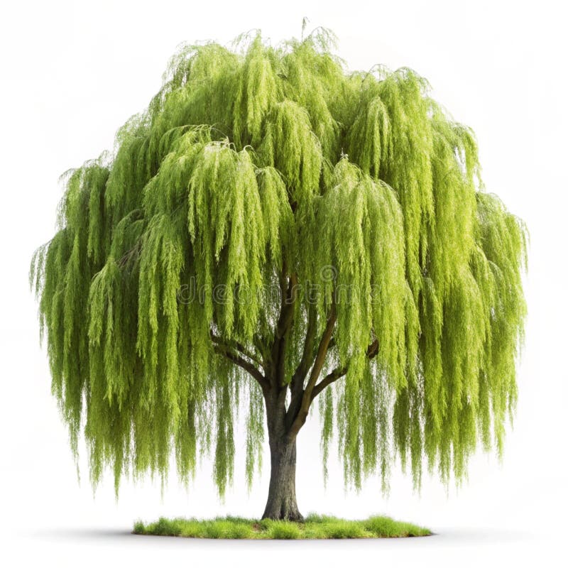 Willow Tree Transparent Background Stock Illustrations – 232 Willow ...