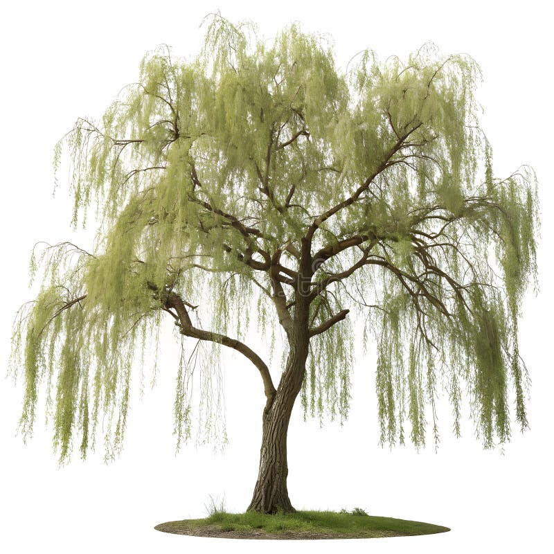 Weeping Willow Tree Isolated on White Stock Illustration - Illustration ...
