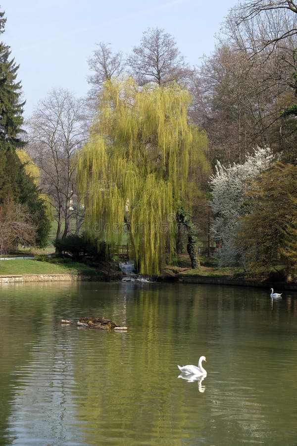 Weeping Willow Tree at Maksimir Forest Park in Zagreb Stock Photo ...