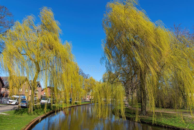 Weeping Willow Tree Near the River Editorial Stock Image - Image of ...