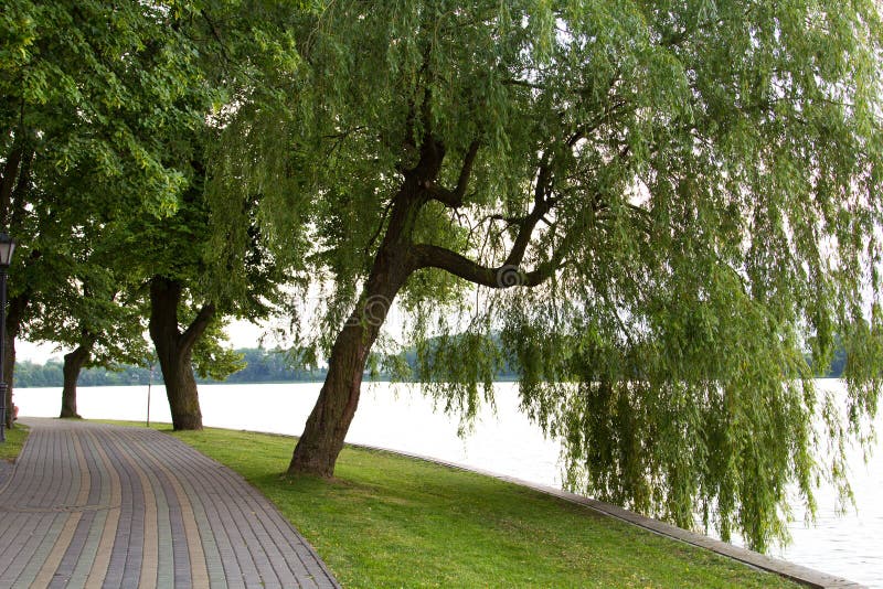 Weeping Willow Tree Next To the Lake, Stock Image - Image of beautiful ...