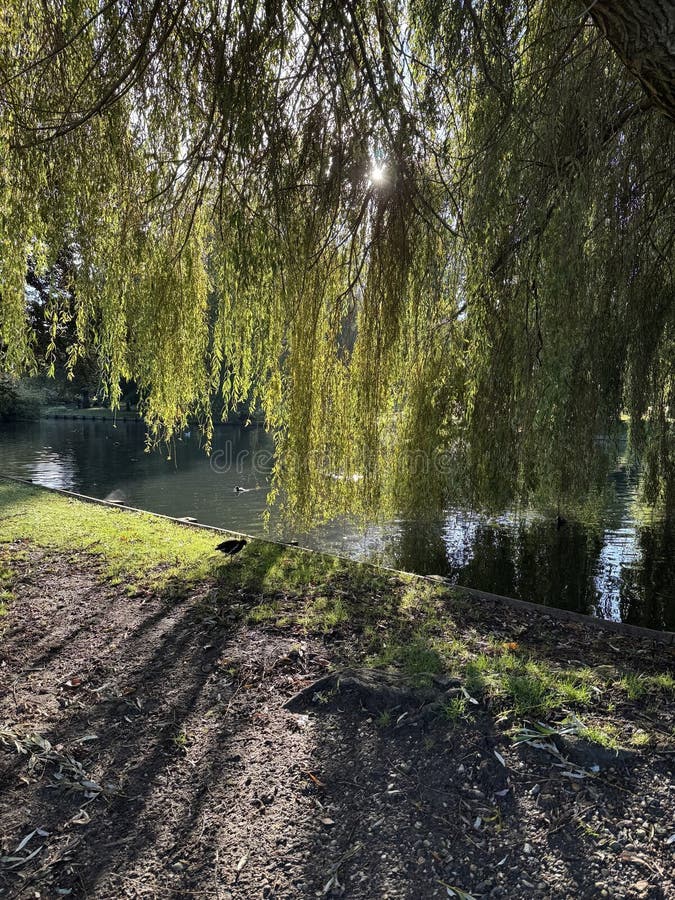 Weeping Willow Tree Over a Lake Stock Image - Image of path, peaceful ...