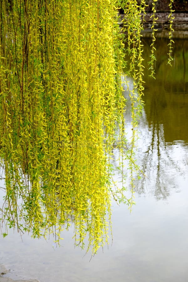 Weeping willow tree stock photo. Image of spring, nature - 109602646