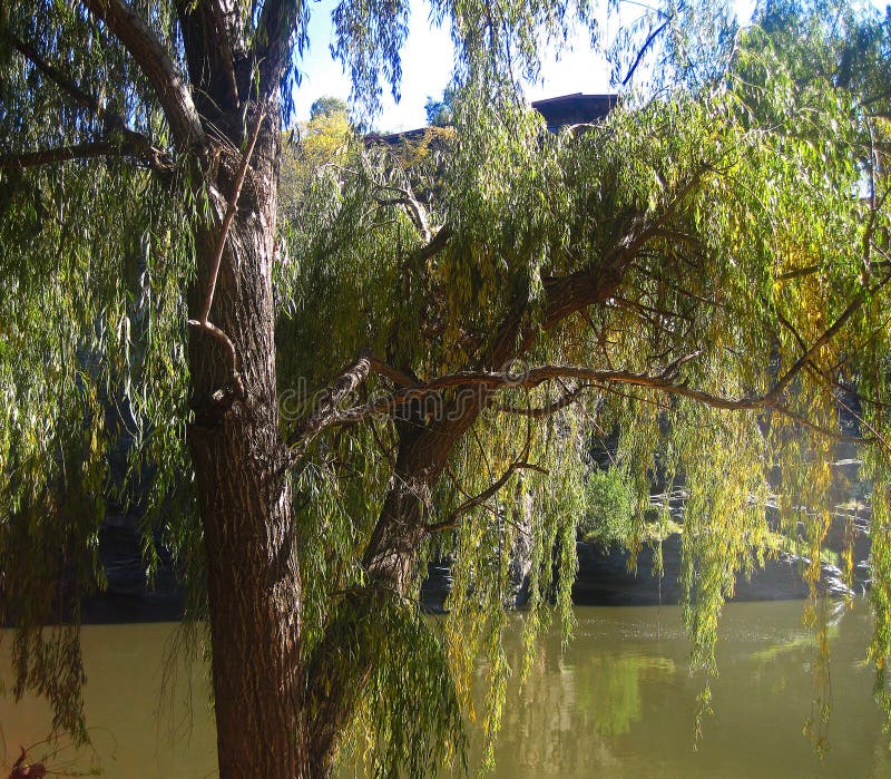 Weeping Willow Tree Over a River Stock Photo - Image of natural ...