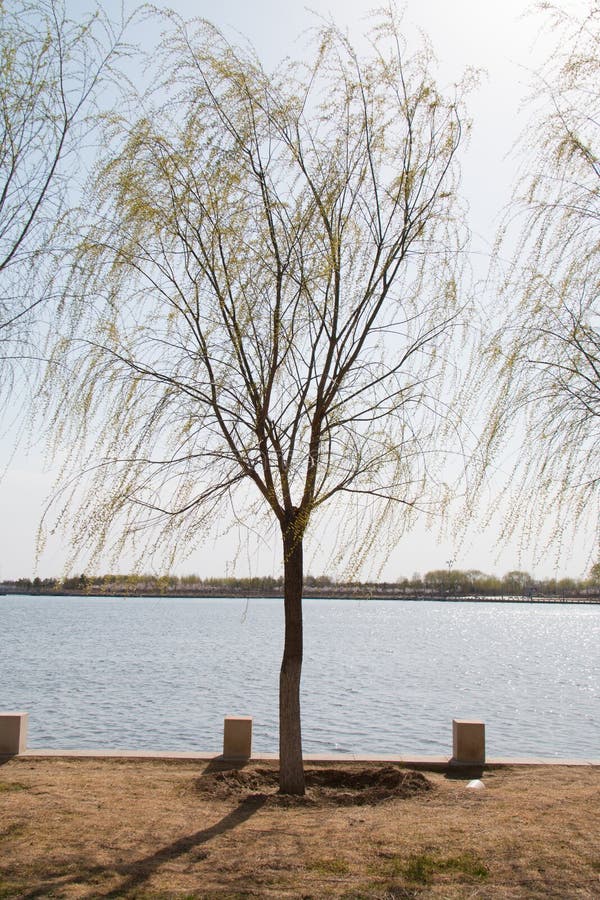 Weeping willow tree stock image. Image of lake, shore - 53119177