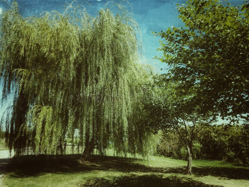 Weeping willow tree inside stock image. Image of nature - 77328109
