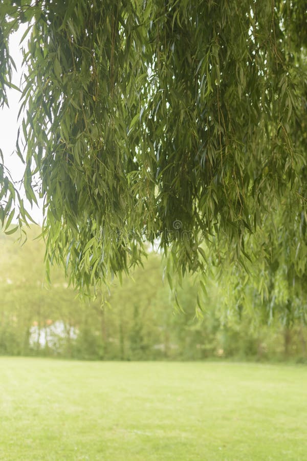 Weeping Willow Tree in a Park Stock Image - Image of leaf, outdoor ...
