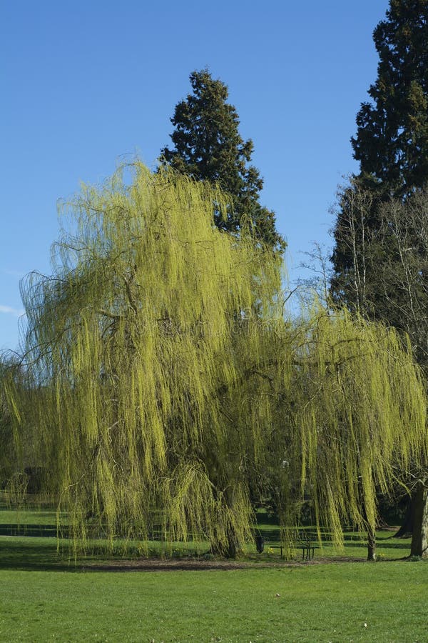 Weeping Willow Tree stock photo. Image of beauty, willow - 48744442