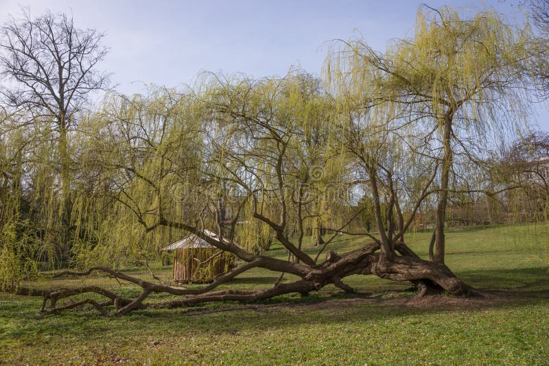 Weeping Willow Tree in the Park Stock Photo - Image of willow, nature ...