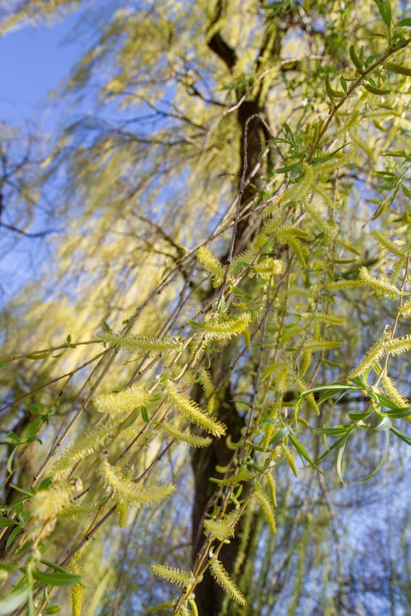Weeping willow tree stock photo. Image of landscape - 372802038