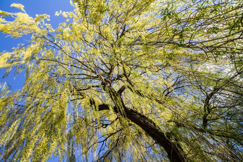 Weeping willow tree stock image. Image of woods, macro - 372802063