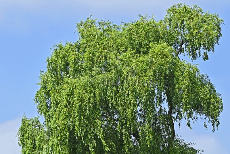 Weeping willow tree stock image. Image of perennials - 317416067