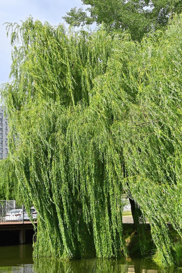 Weeping willow tree stock photo. Image of gardening - 318811586