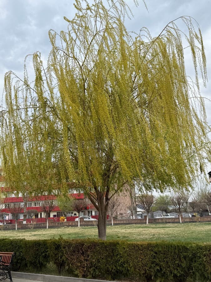 Weeping Willow Tree in a Park Stock Image - Image of willow, trimmed ...