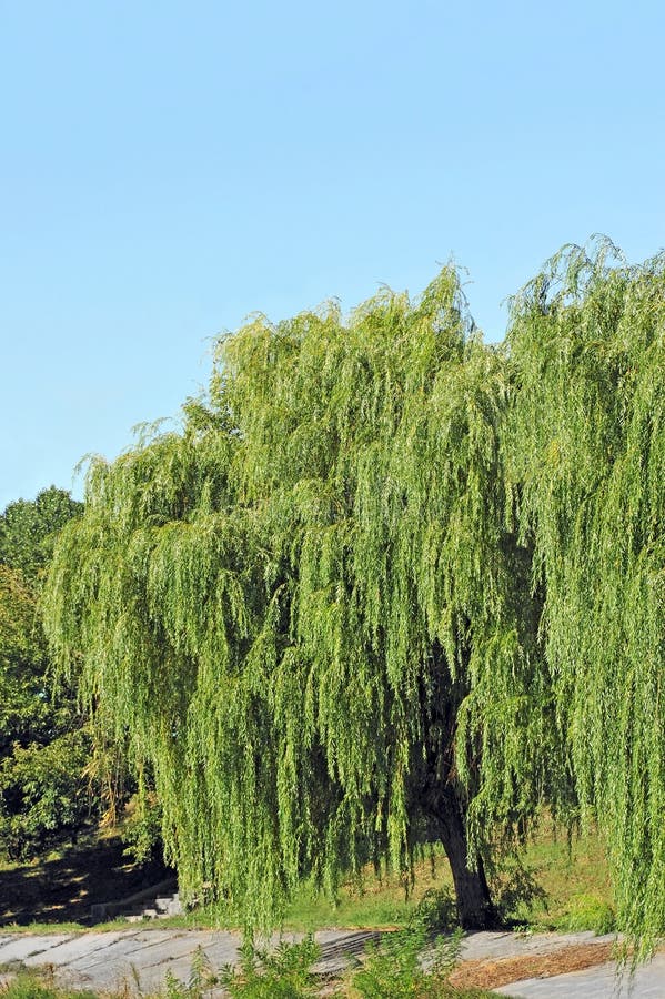 Weeping willow tree stock image. Image of scenic, botanical - 21160701