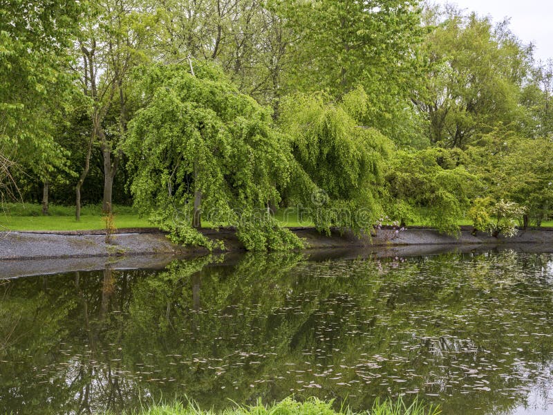 Weeping Willow Tree Reflected in a Pond Stock Photo - Image of foliage ...