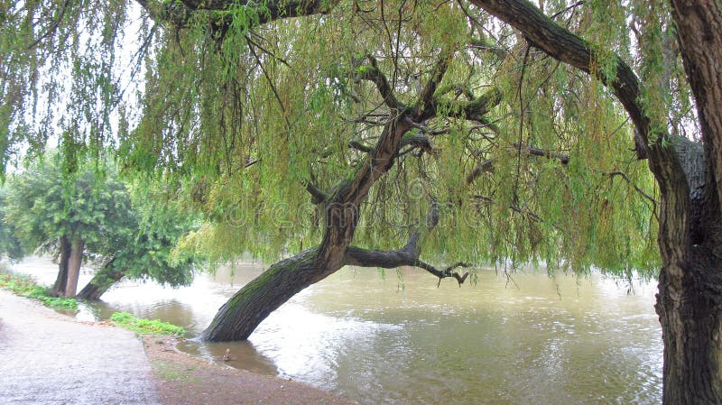 A Weeping Willow Tree on a River Embankment Surrounded by Water. Stock ...