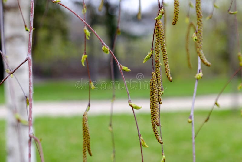 Weeping willow tree stock photo. Image of spring, outdoor - 109601750
