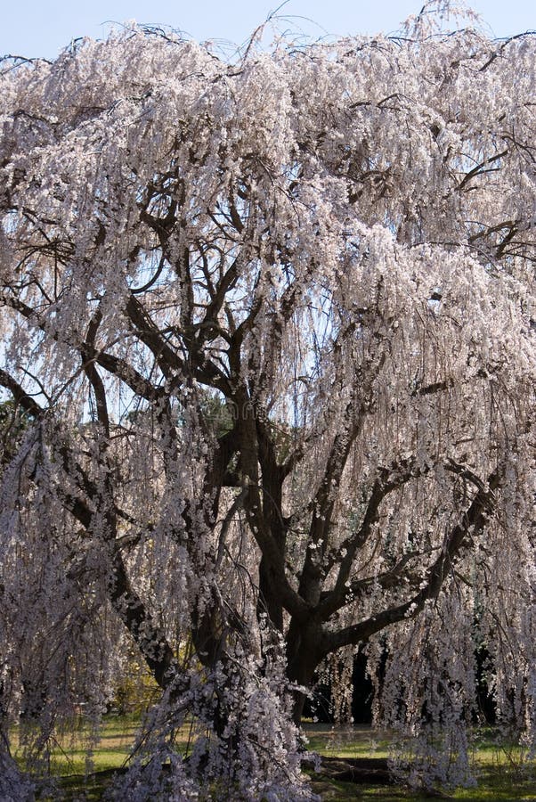 Pink weeping willow stock image. Image of blue, clouds - 69311405