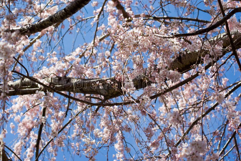 Weeping Willow stock image. Image of trees, bloom, flowers - 51127185