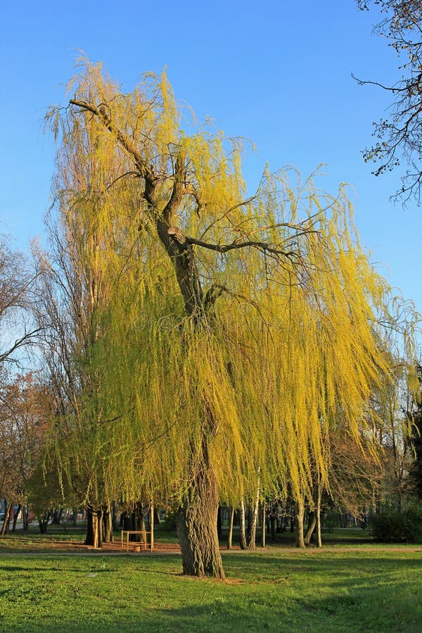 Weeping Willow Tree on a Spring Day Stock Image - Image of spring ...
