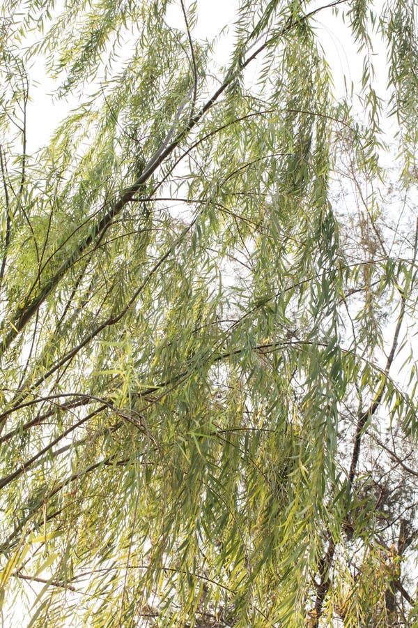 Weeping Willow Tree with Sunlight. Green Leaves with Pointed Leaf Tips ...