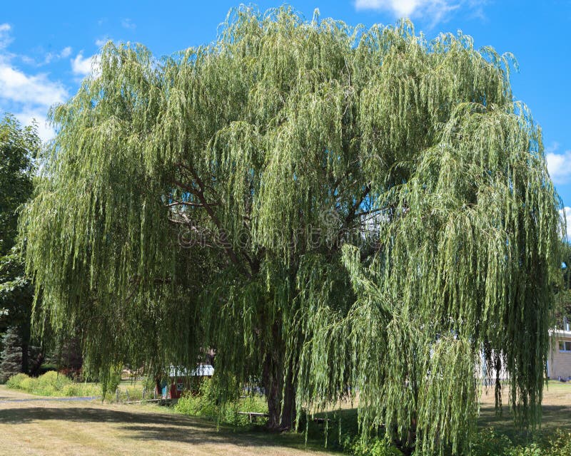 Weeping Willow Tree stock photo. Image of canopy, ornamental - 228915556