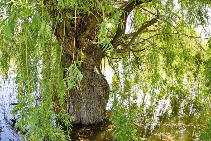 Weeping Willow Tree in the Water Stock Image - Image of bright ...