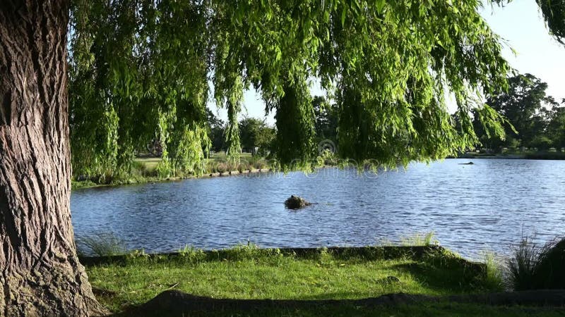 Weeping Willow Tree Waving in the Wind Stock Video - Video of gently ...