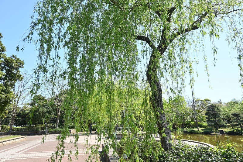 The weeping willow tree. stock photo. Image of foliage - 274636188