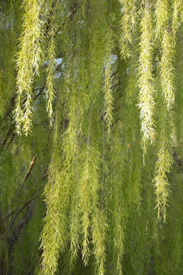 Weeping Willow tree stock photo. Image of beautiful, plant - 90007132