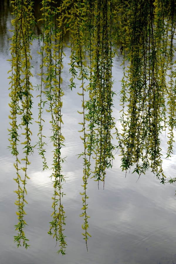Weeping willow tree stock image. Image of treeover, nature - 109601801