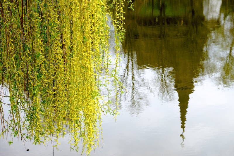 Weeping willow tree stock image. Image of treeover, nature - 109602529
